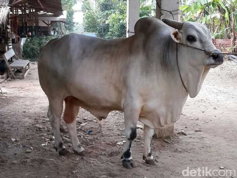 Sapi halal – Si Sapi Lamongan