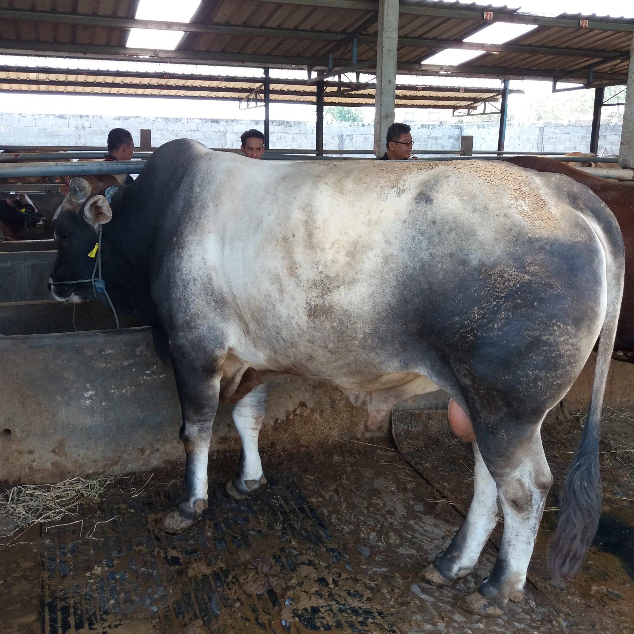 Si Sapi Lamongan – Portal jual beli hewan ternak