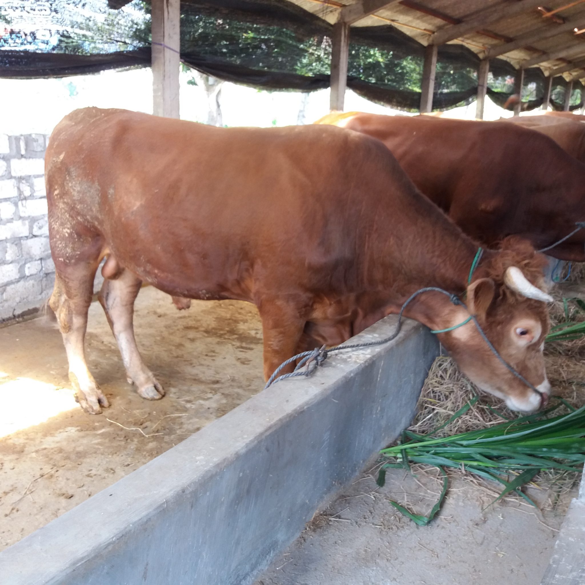 Si Sapi Lamongan – Portal jual beli hewan ternak