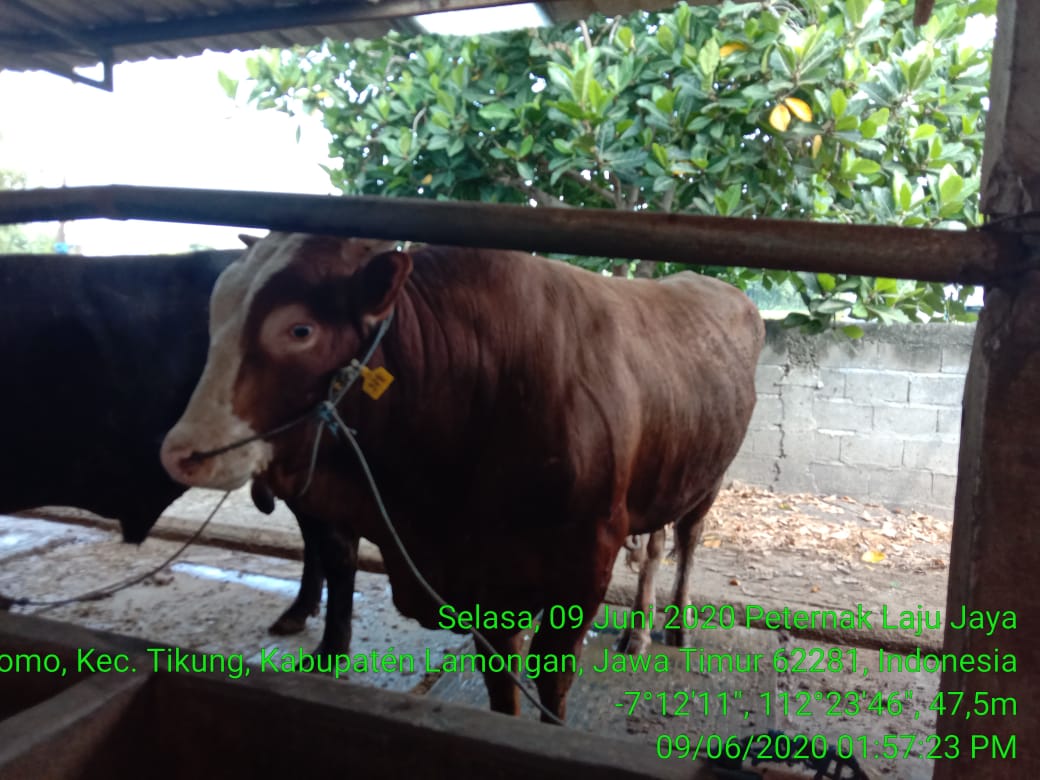 Si Sapi Lamongan – Portal jual beli hewan ternak