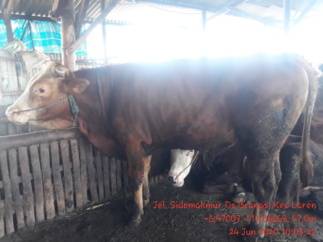 Si Sapi Lamongan – Portal jual beli hewan ternak