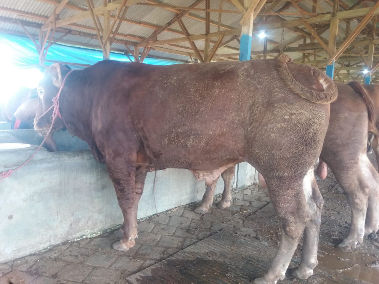 Si Sapi Lamongan – Portal jual beli hewan ternak