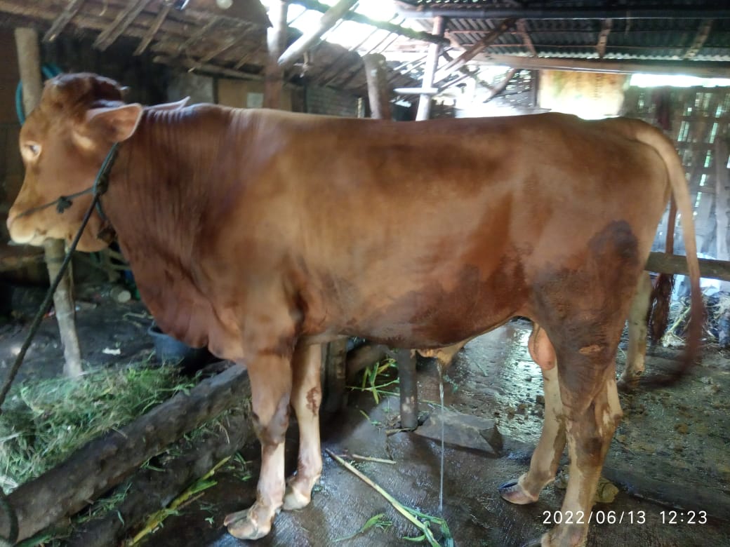 Si Sapi Lamongan – Portal jual beli hewan ternak