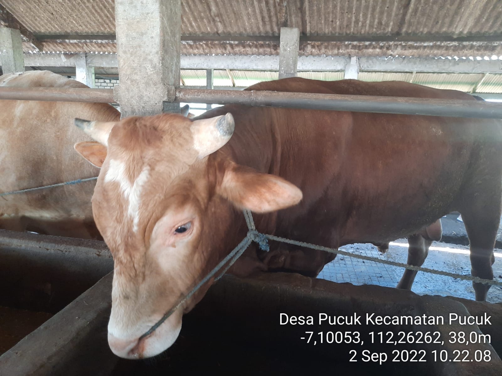Si Sapi Lamongan – Portal jual beli hewan ternak